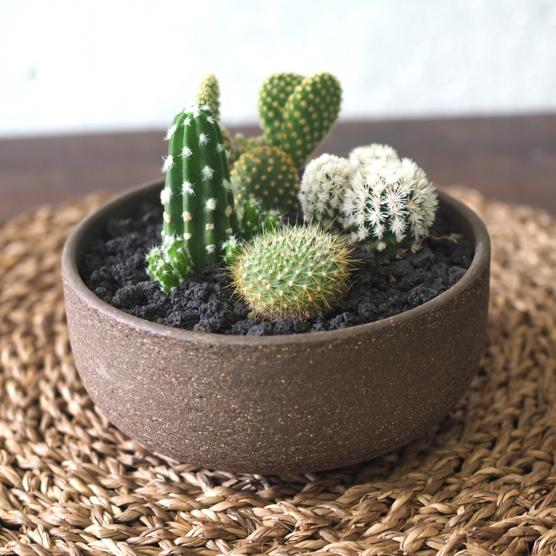 Mini Cactus Desert - The Good Plants - Buy Potted Plants in Singapore